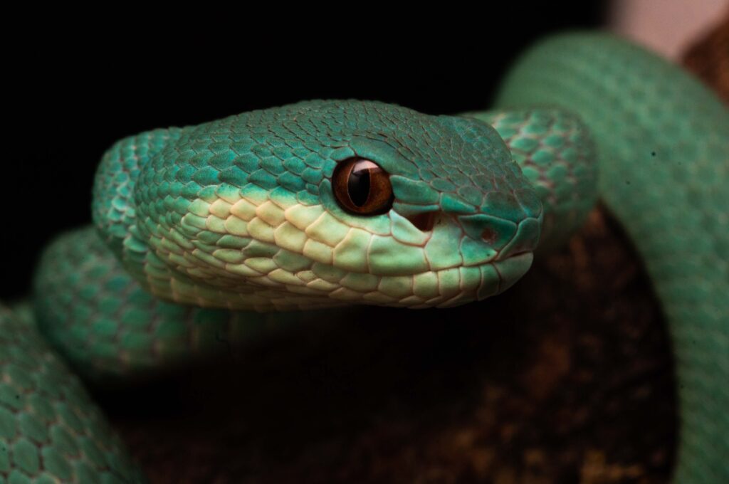 Nieuwe giftige dieren in GIF expo - Natuurmuseum Fryslân